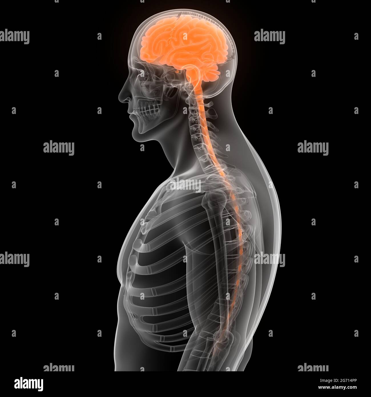 Central Organ of Human Nervous System Brian Anatomy Stock Photo - Alamy