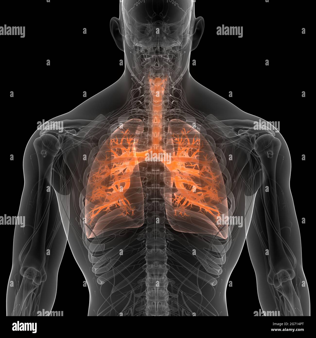 Human Respiratory System Lungs Anatomy Stock Photo - Alamy