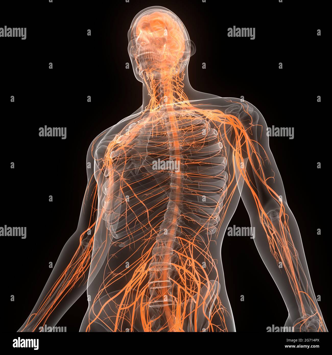 Central Organ of Human Nervous System Brian Anatomy Stock Photo - Alamy