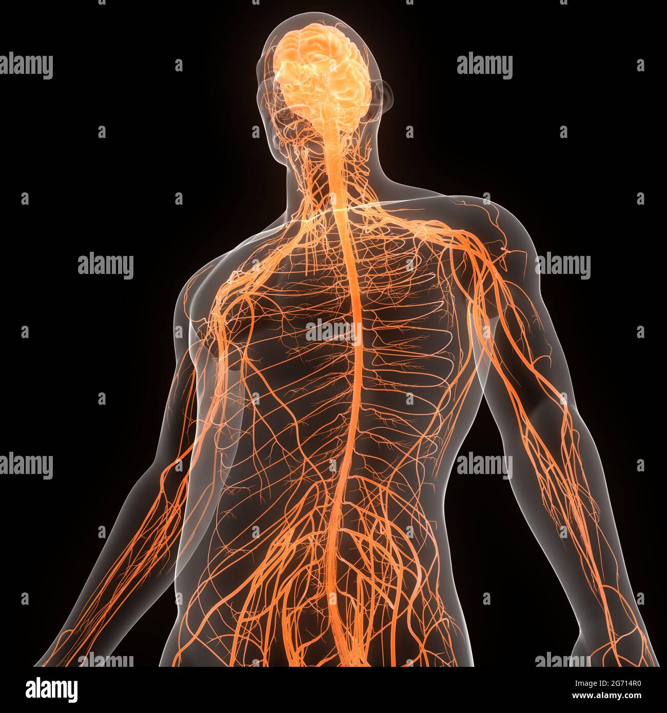 Central Organ of Human Nervous System Brian Anatomy Stock Photo - Alamy