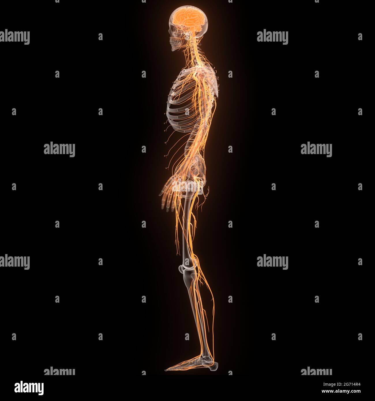 Central Organ of Human Nervous System Brian Anatomy Stock Photo - Alamy