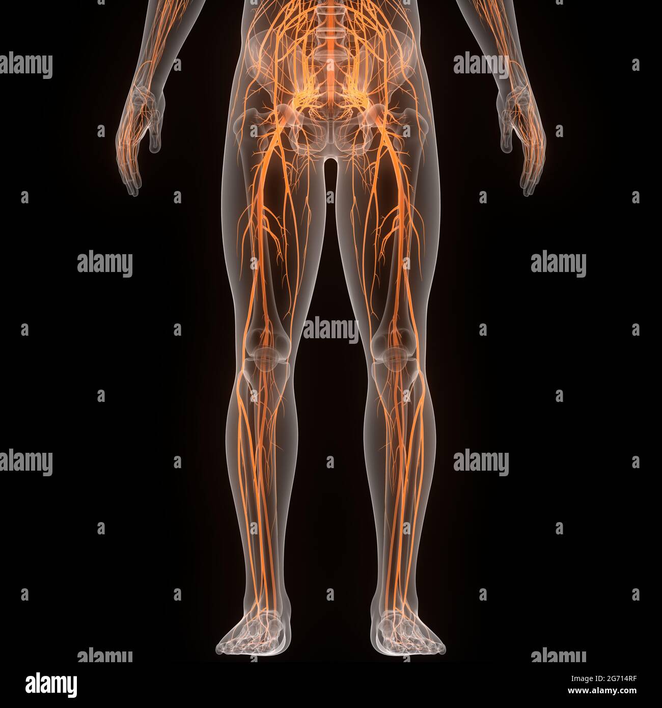 Central Organ of Human Nervous System Brain Anatomy Stock Photo - Alamy