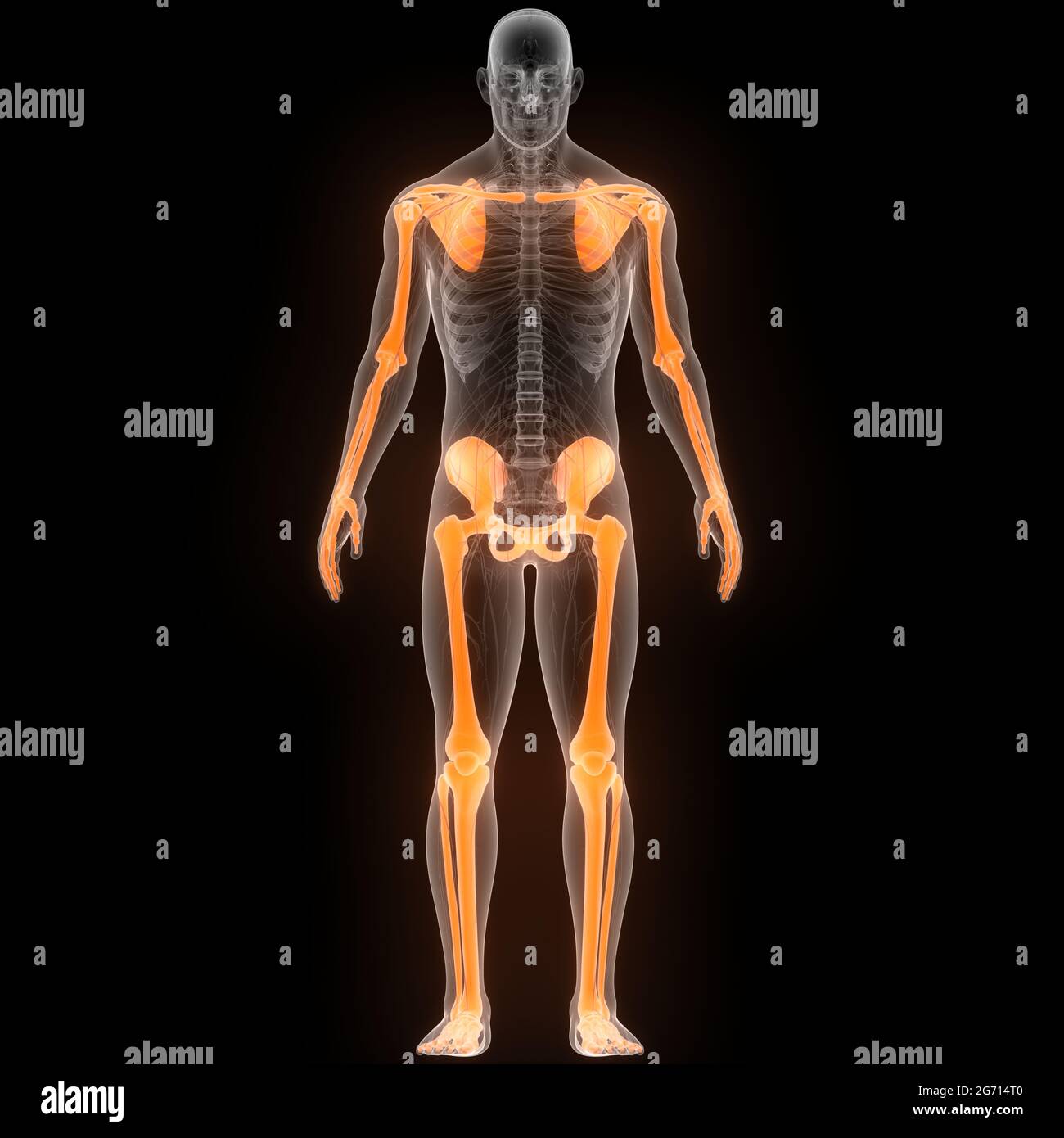 Human Skeleton System Appendicular Skeleton Bone Joints Anatomy Stock ...