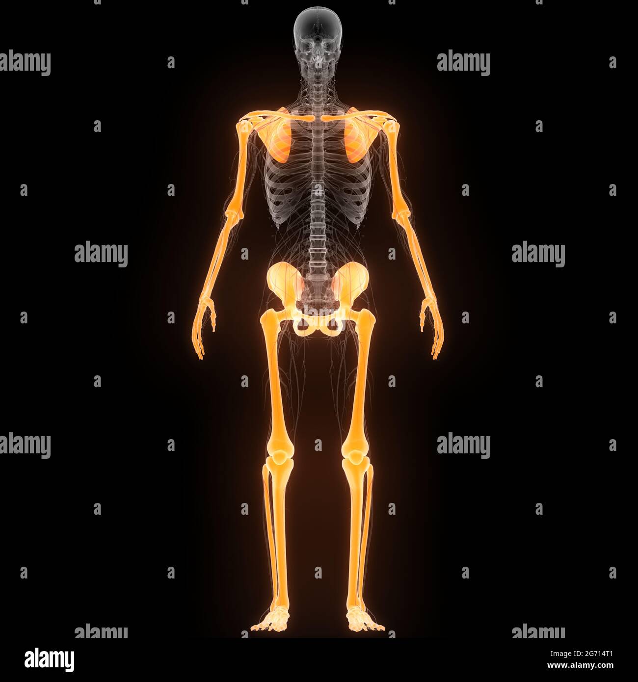 Human Skeleton System Appendicular Skeleton Bone Joints Anatomy Stock ...