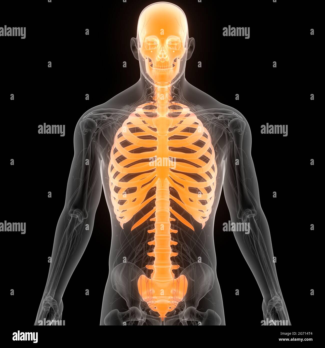 Human Skeleton System Axial Skeleton Bone Joints Anatomy Stock Photo ...