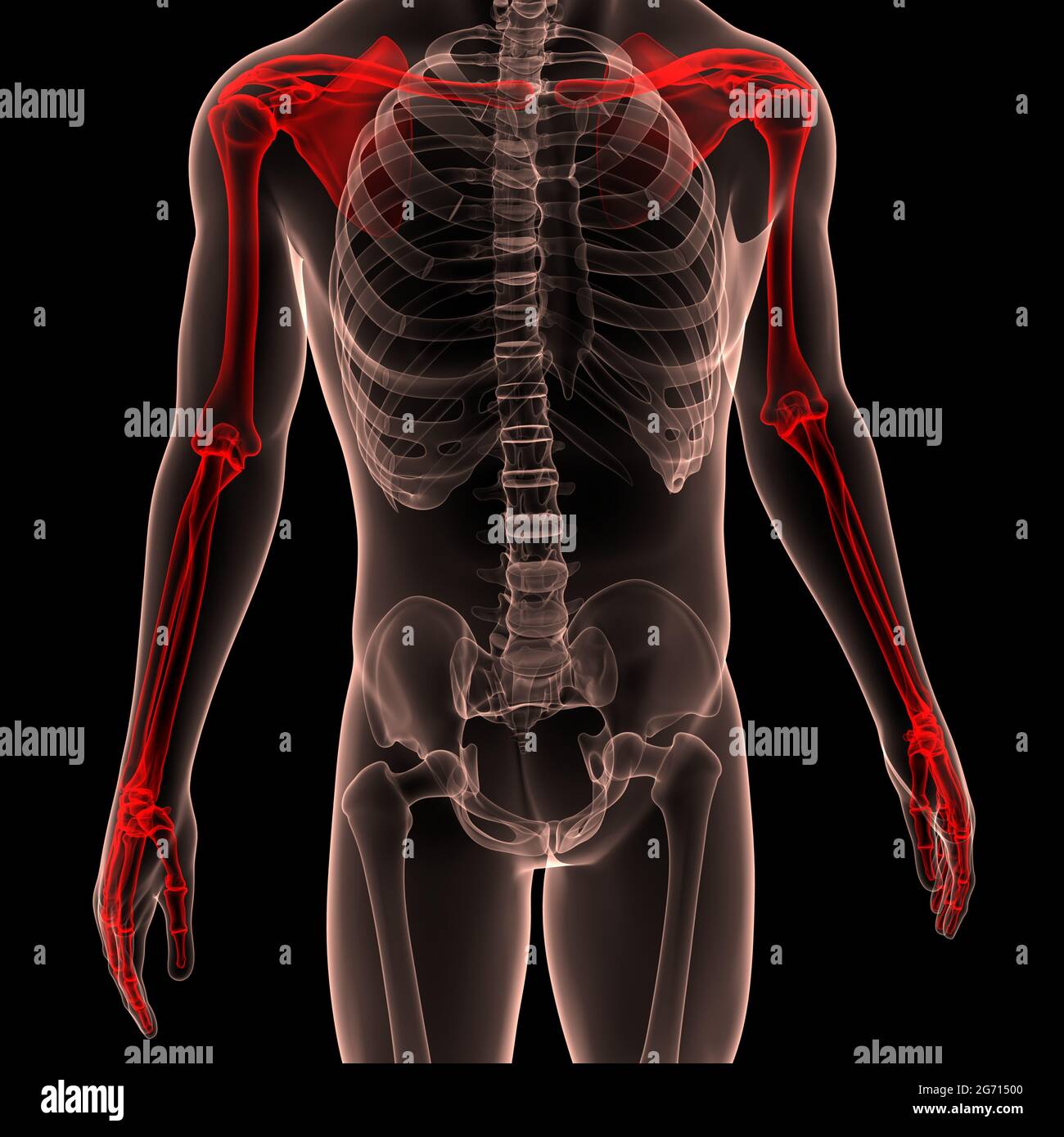 Human Skeleton System Upper Limbs Bone Joints Anatomy Stock Photo - Alamy