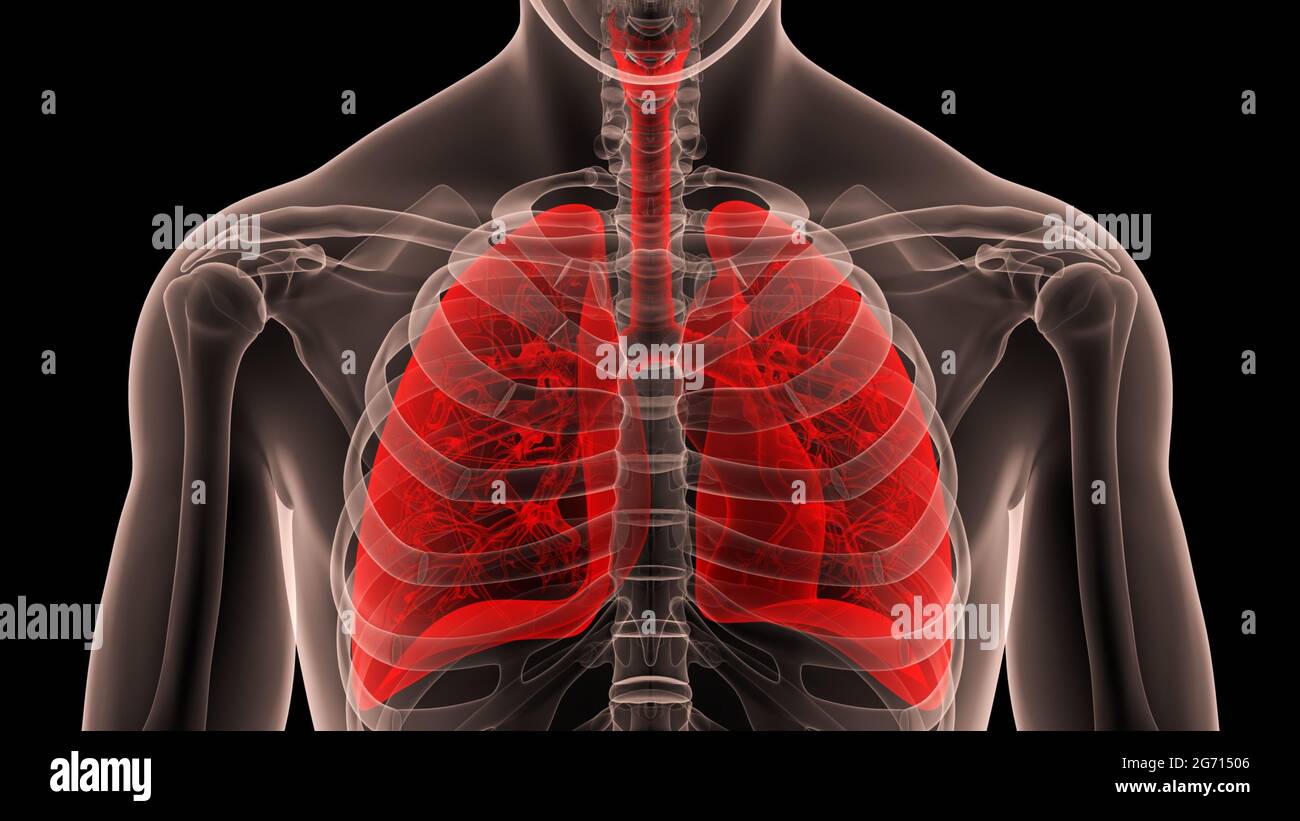 Human Respiratory System Lungs Anatomy Stock Photo - Alamy