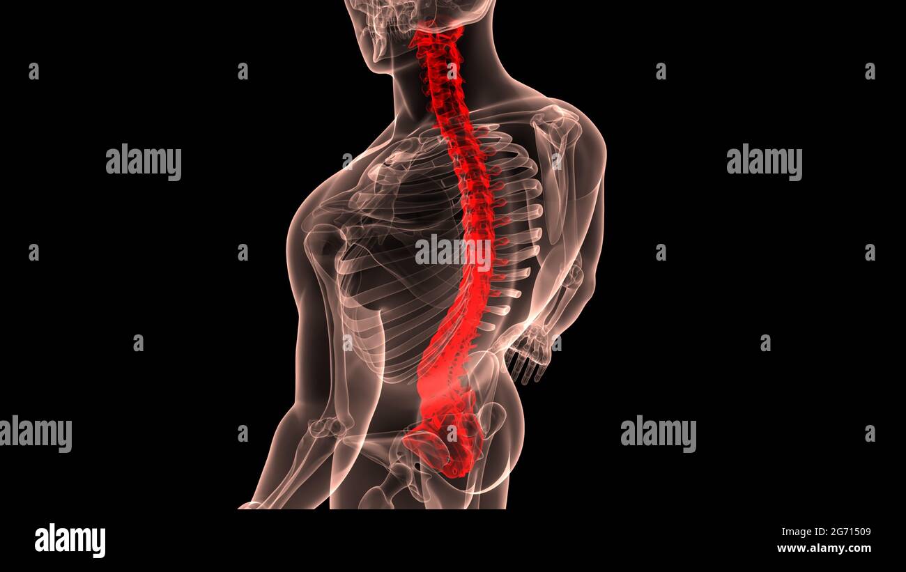 Spinal Cord Vertebral Column Of Human Skeleton System Anatomy Stock