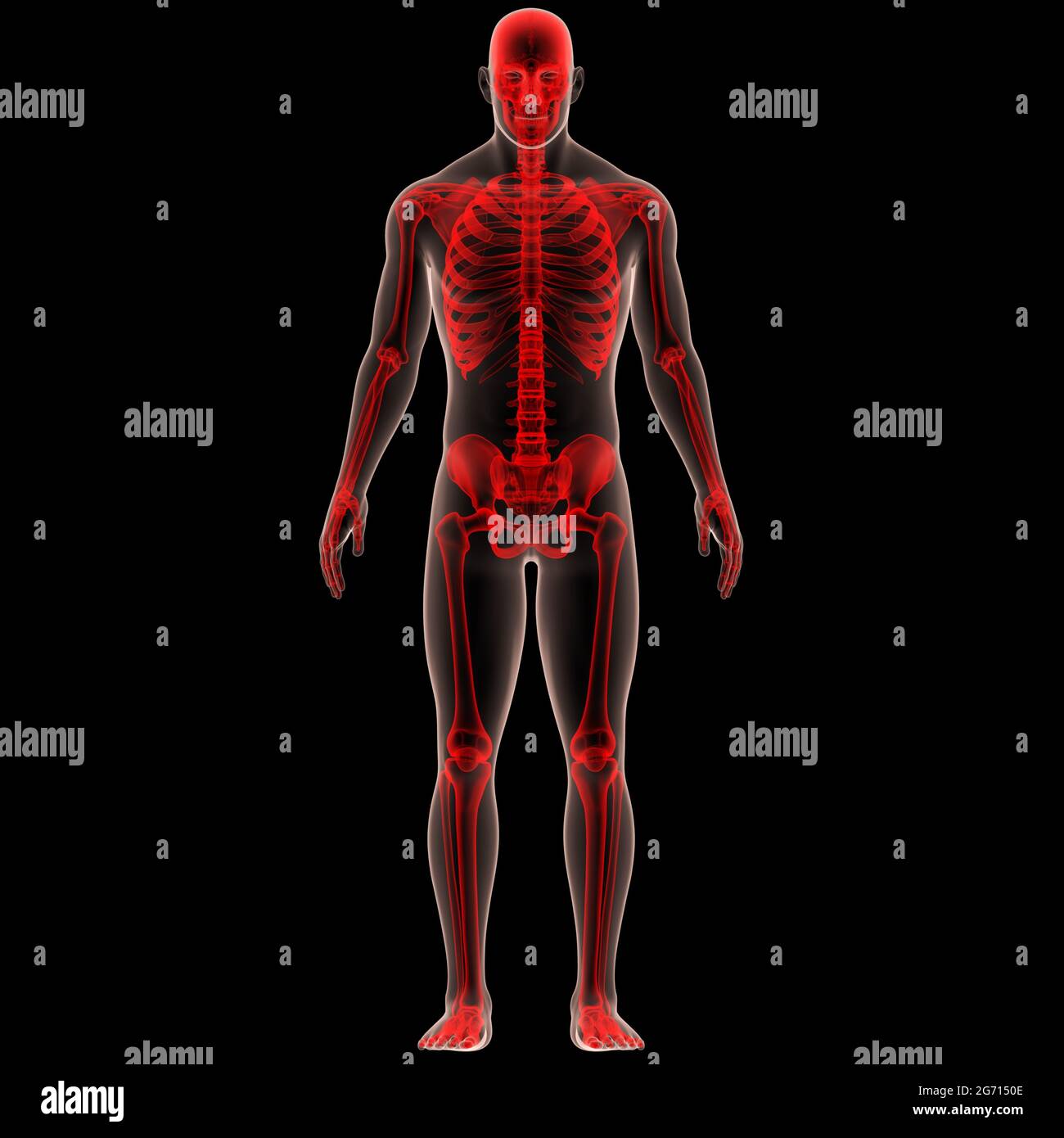 Human Skeleton System Bone Joints Anatomy Stock Photo - Alamy