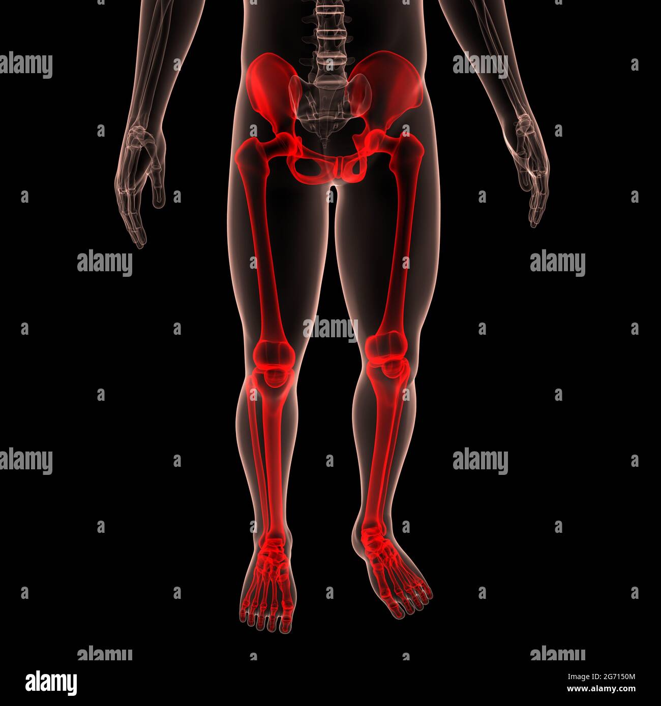 Human Skeleton System Lower Limbs Bone Joints Anatomy Stock Photo - Alamy