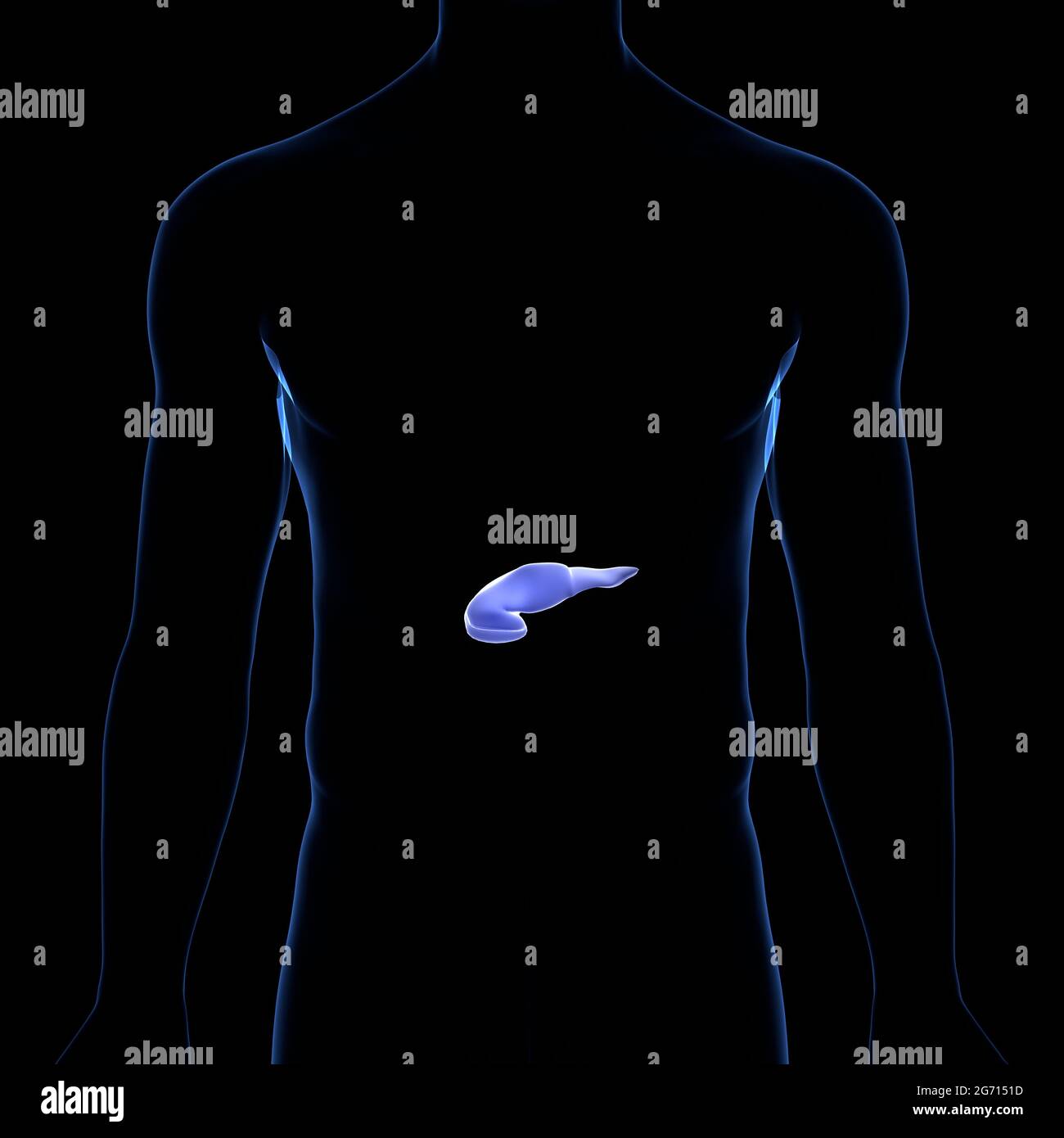 Human Internal Organs Pancreas with Gallbladder Anatomy Stock Photo - Alamy