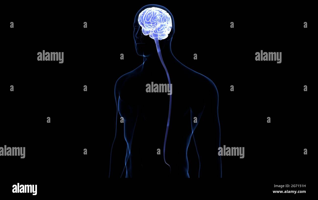 Central Organ of Human Nervous System Brain Anatomy Stock Photo - Alamy