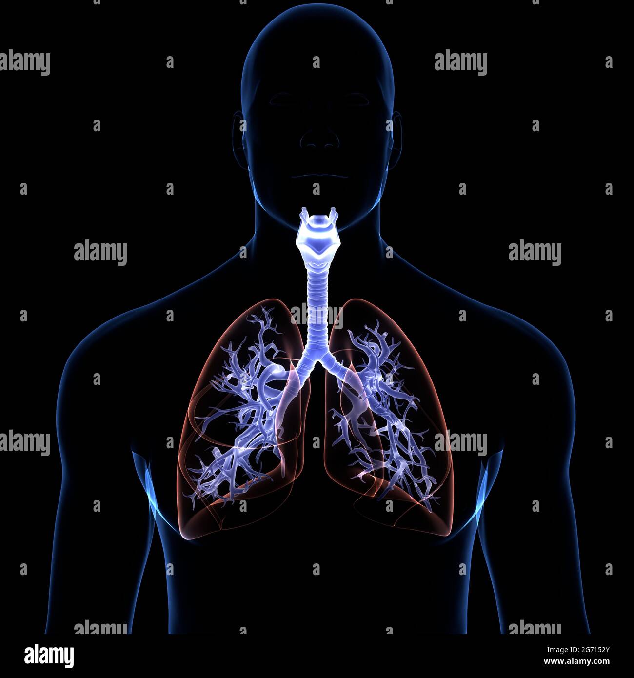Human Respiratory System Lungs Anatomy Stock Photo - Alamy