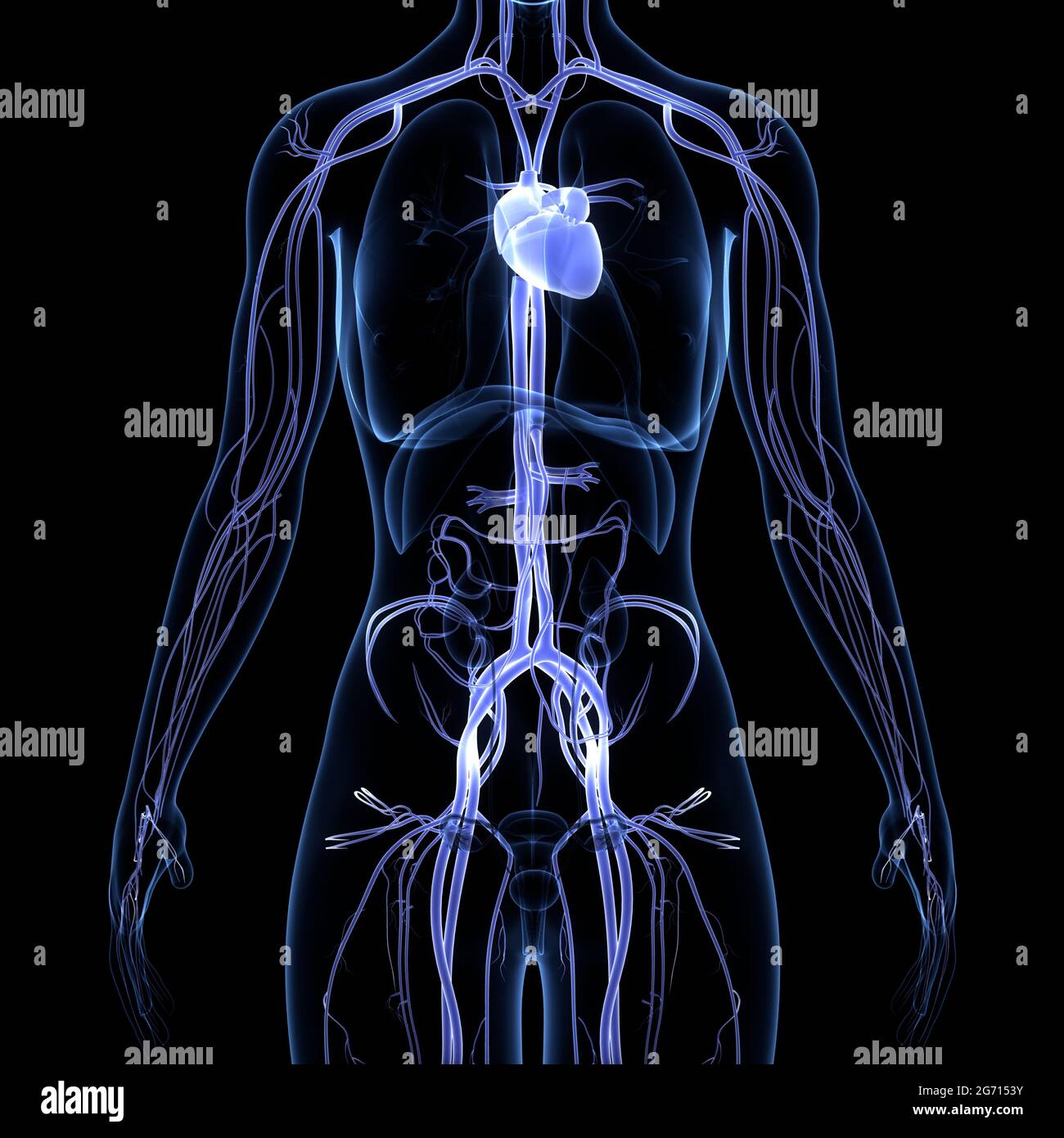 Human Circulatory System Heart Anatomy Stock Photo - Alamy