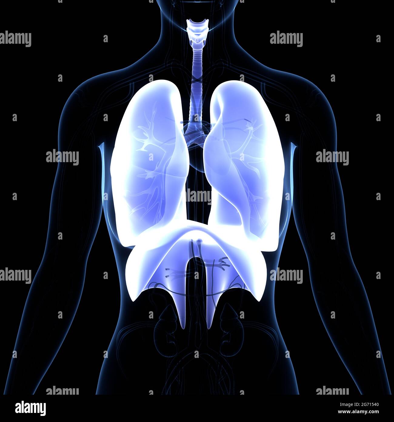 Human Respiratory System Lungs Anatomy Stock Photo - Alamy