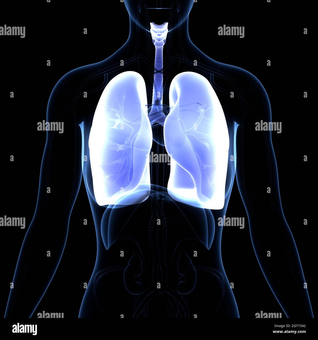 Human Respiratory System Lungs Anatomy Stock Photo - Alamy