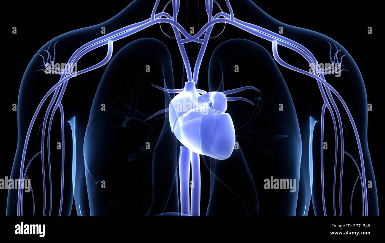Human Circulatory System Heart Anatomy Stock Photo - Alamy