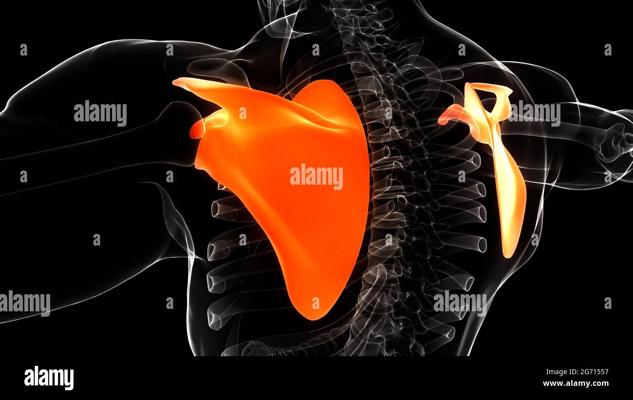 Human Skeleton System Scapula Bone Joints Anatomy Stock Photo - Alamy