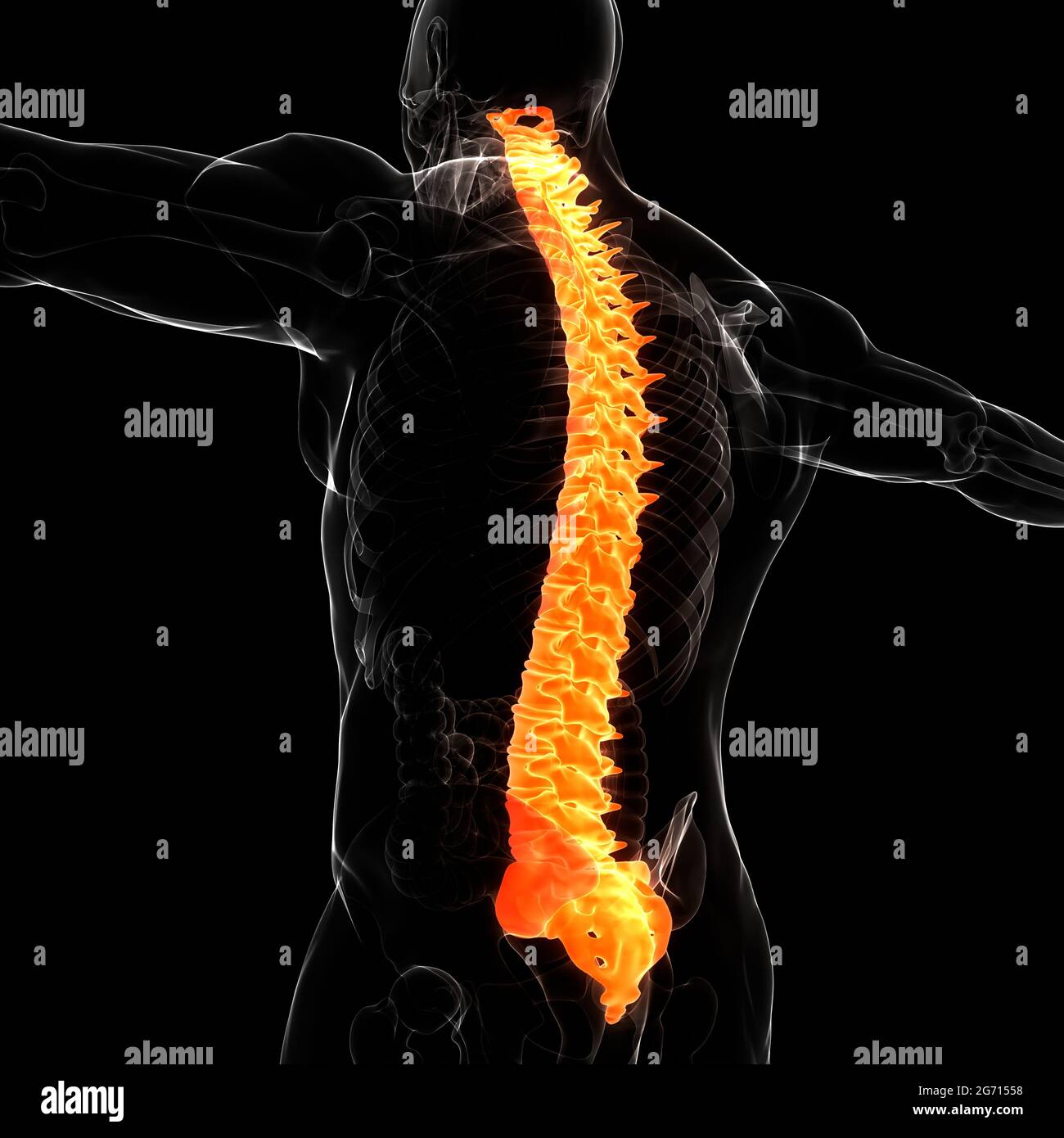 Spinal Cord Vertebral Column of Human Skeleton System Anatomy Stock ...