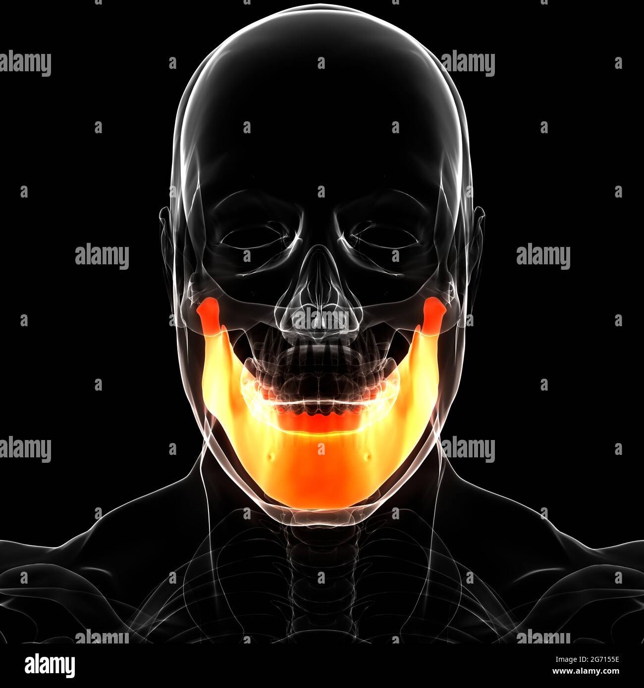 Human Skeleton System Skull Bone Parts Anatomy Stock Photo - Alamy