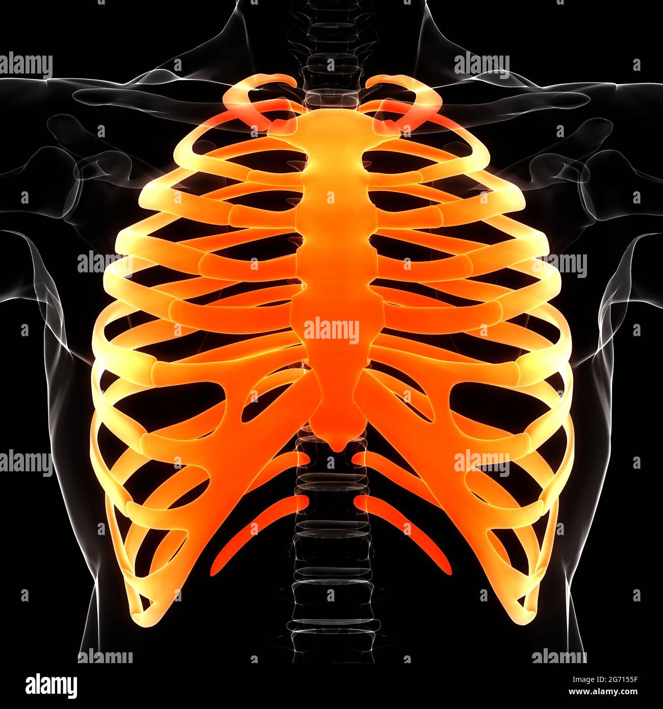 Rib cage bone hi-res stock photography and images - Alamy