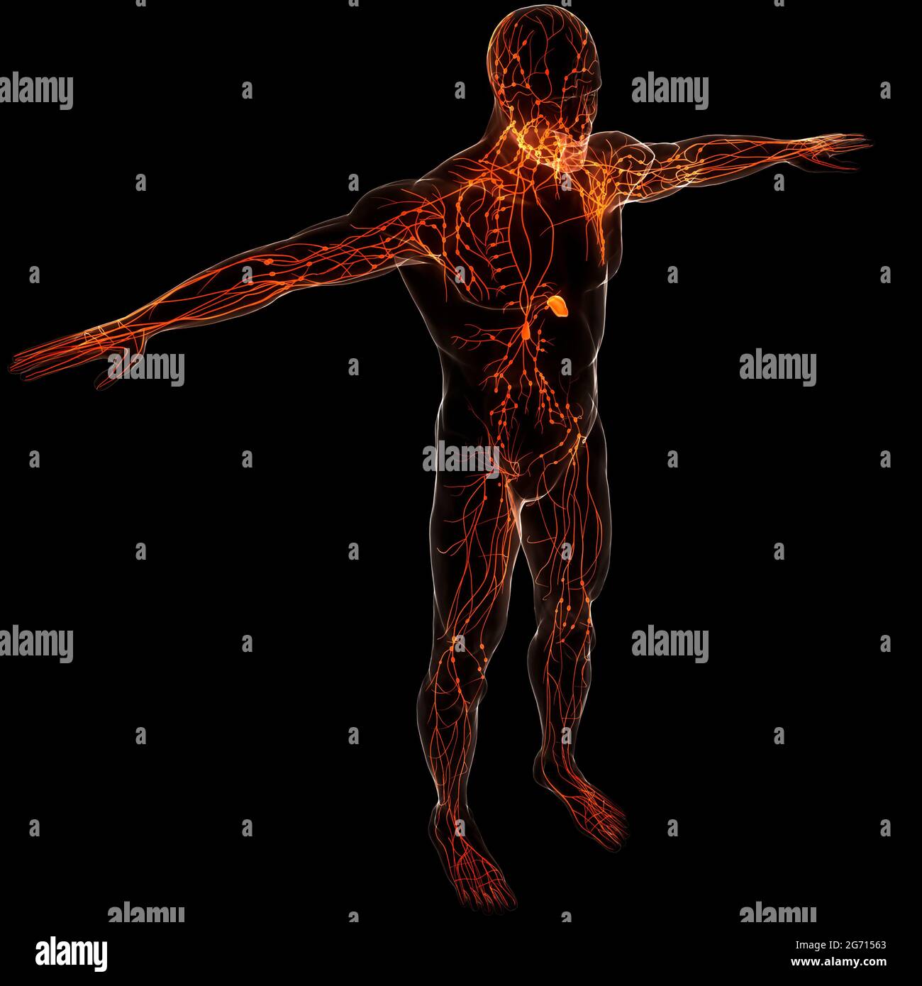 Human Internal system Lymph Nodes Anatomy Stock Photo - Alamy
