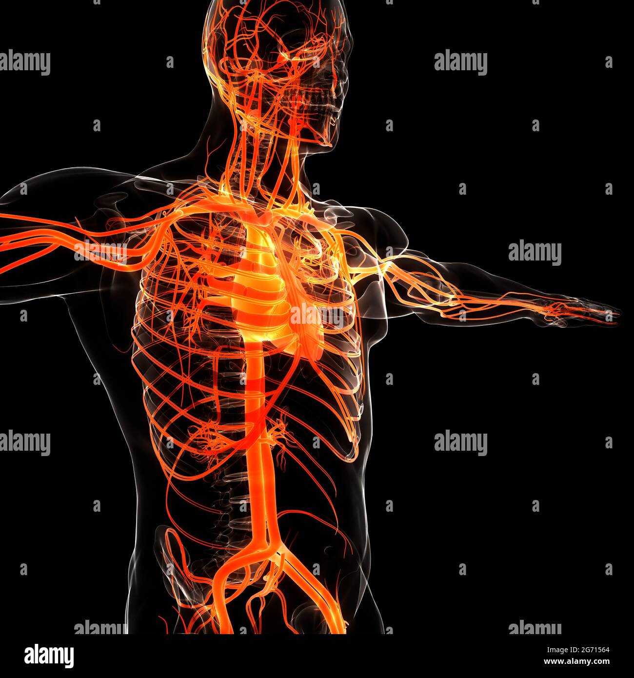 Human Circulatory System Heart Anatomy Stock Photo - Alamy