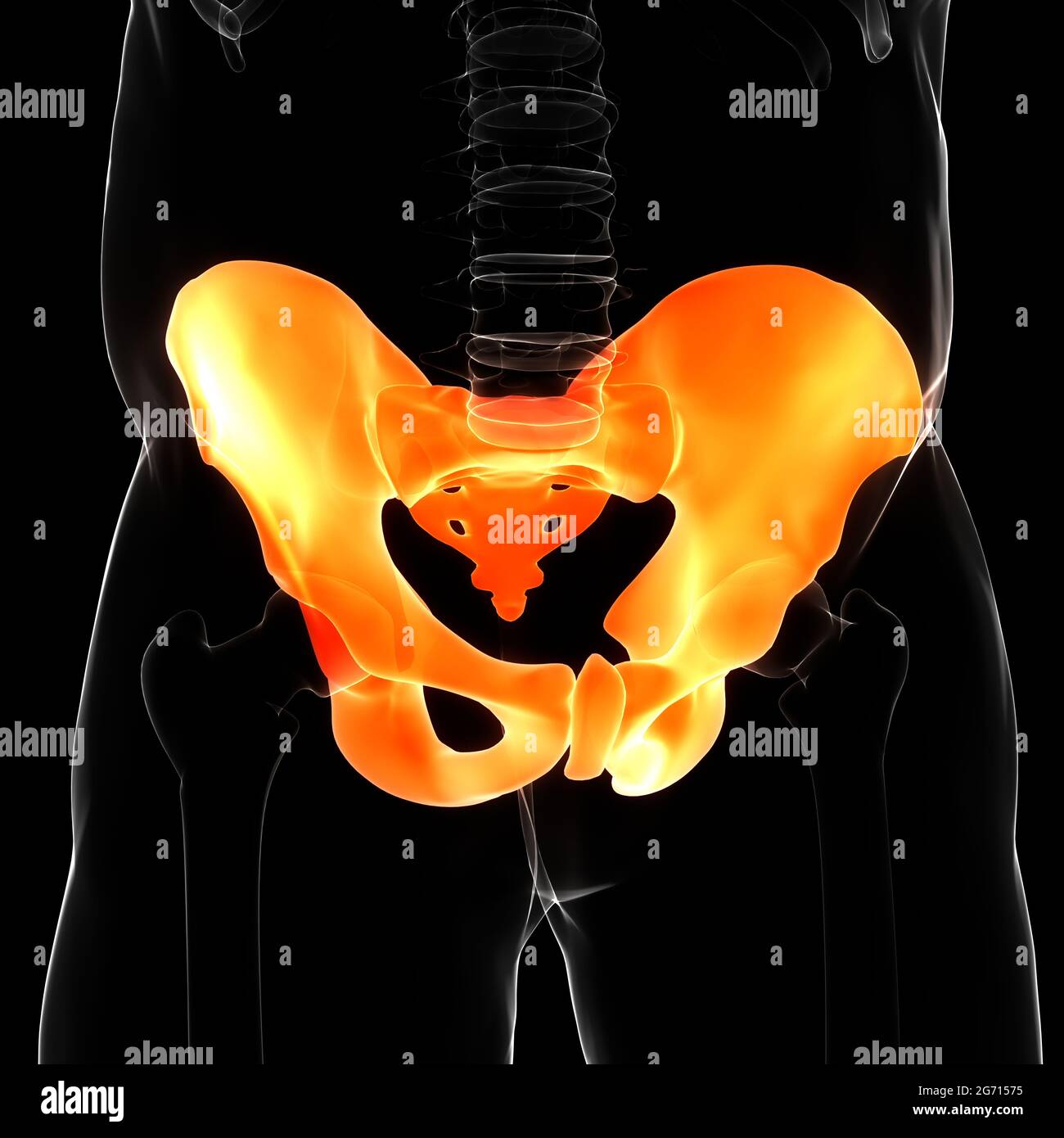 Pelvic Girdle Diagram Labeled