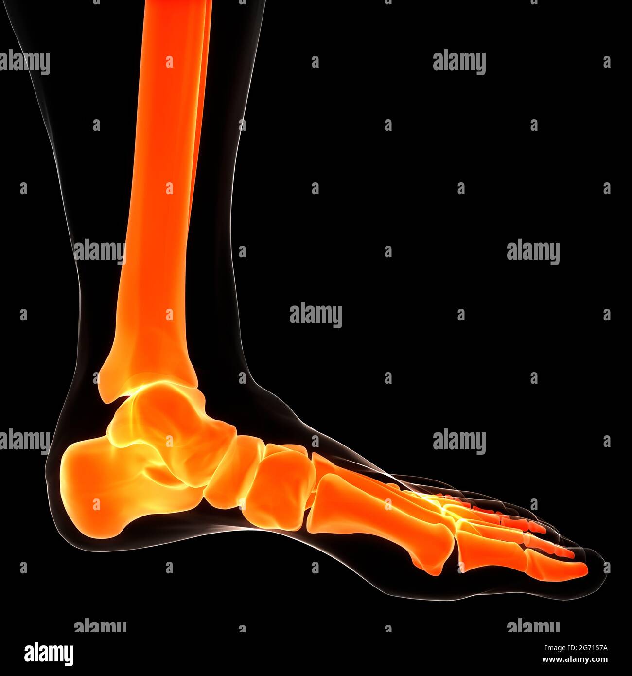 Human Skeleton System Leg Bone Joints Anatomy Stock Photo - Alamy