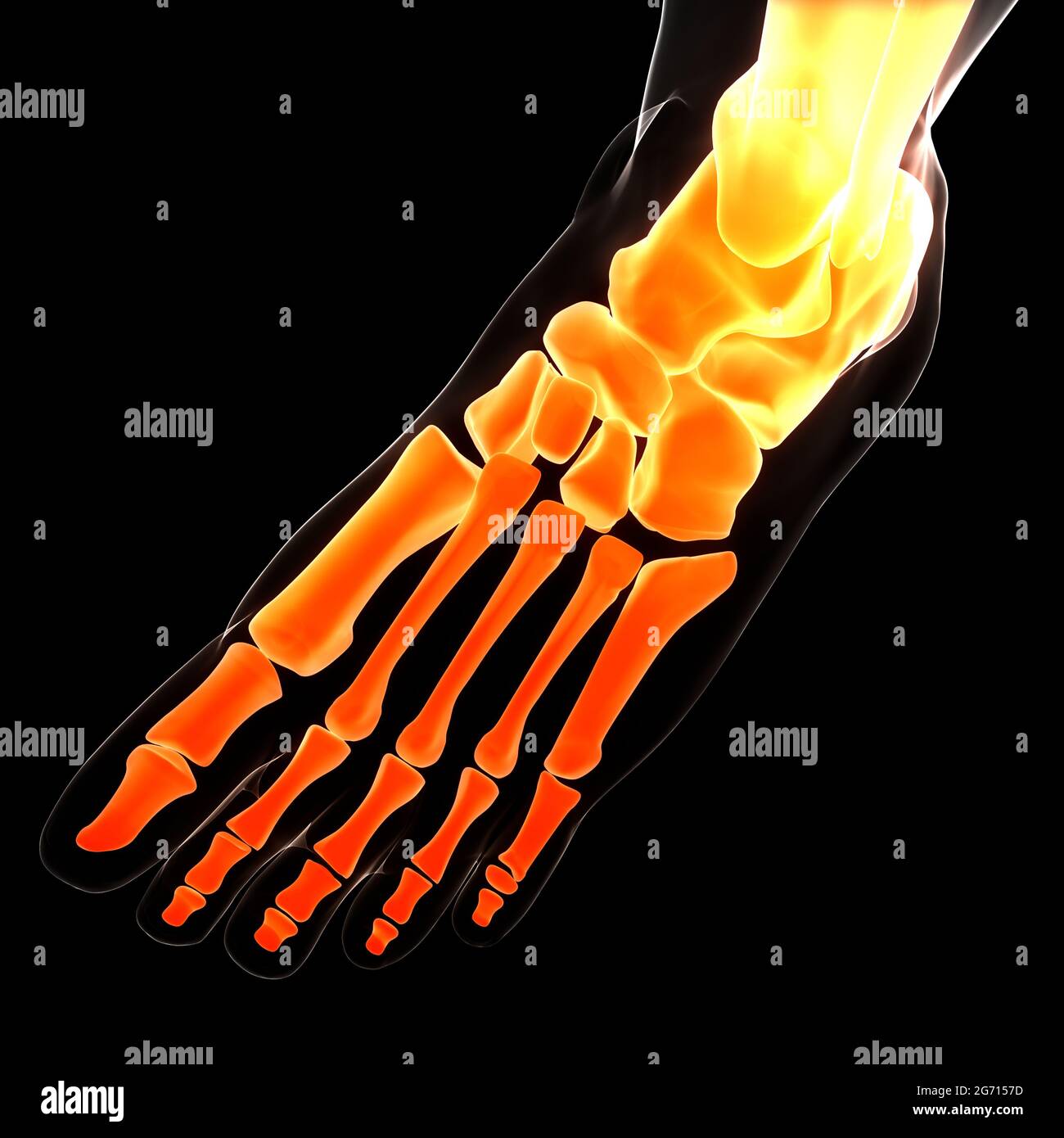 Human Skeleton System Leg Bone Joints Anatomy Stock Photo - Alamy