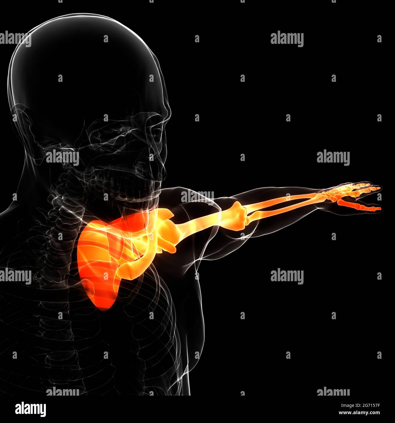 Human Skeleton System Upper Limbs Bone Joints Anatomy Stock Photo - Alamy