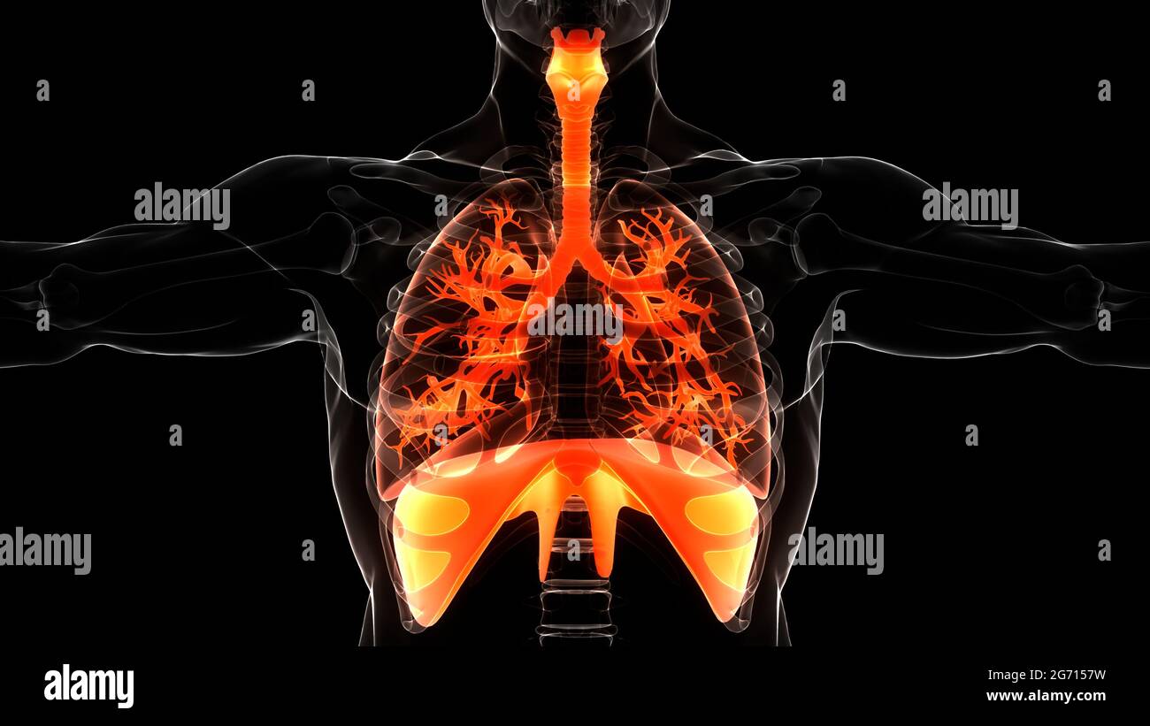 Human Respiratory System Lungs Anatomy Stock Photo - Alamy