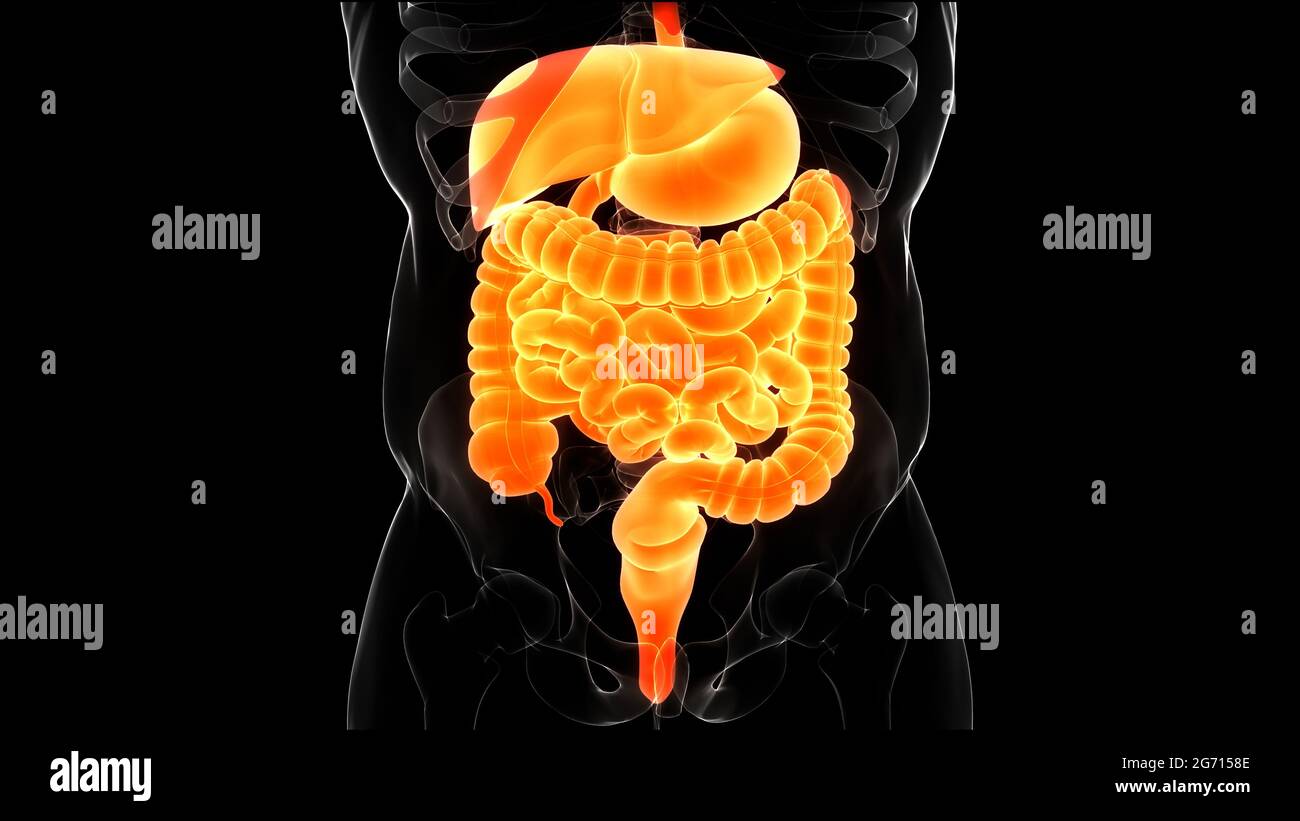 Human Digestive System Anatomy Stock Photo - Alamy