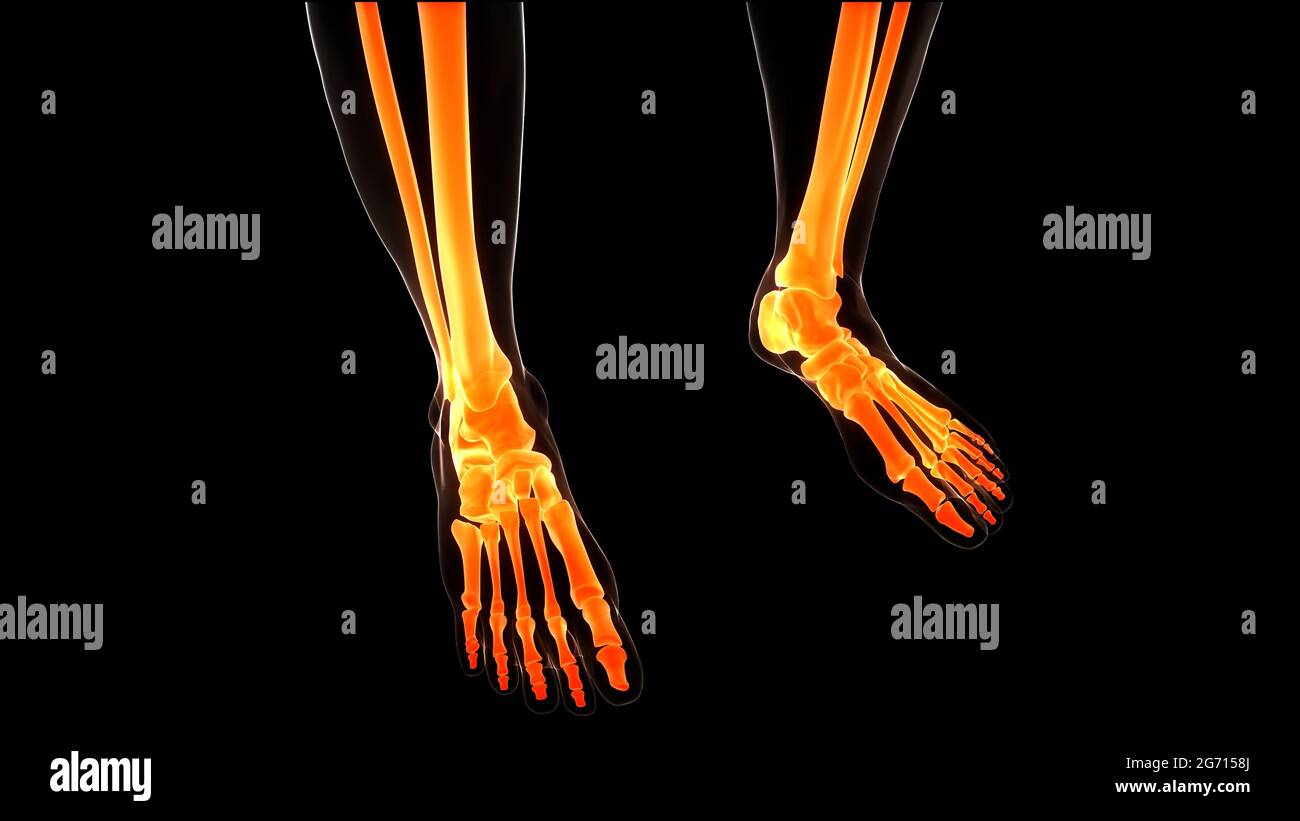 Human Skeleton System Leg Bone Joints Anatomy Stock Photo - Alamy