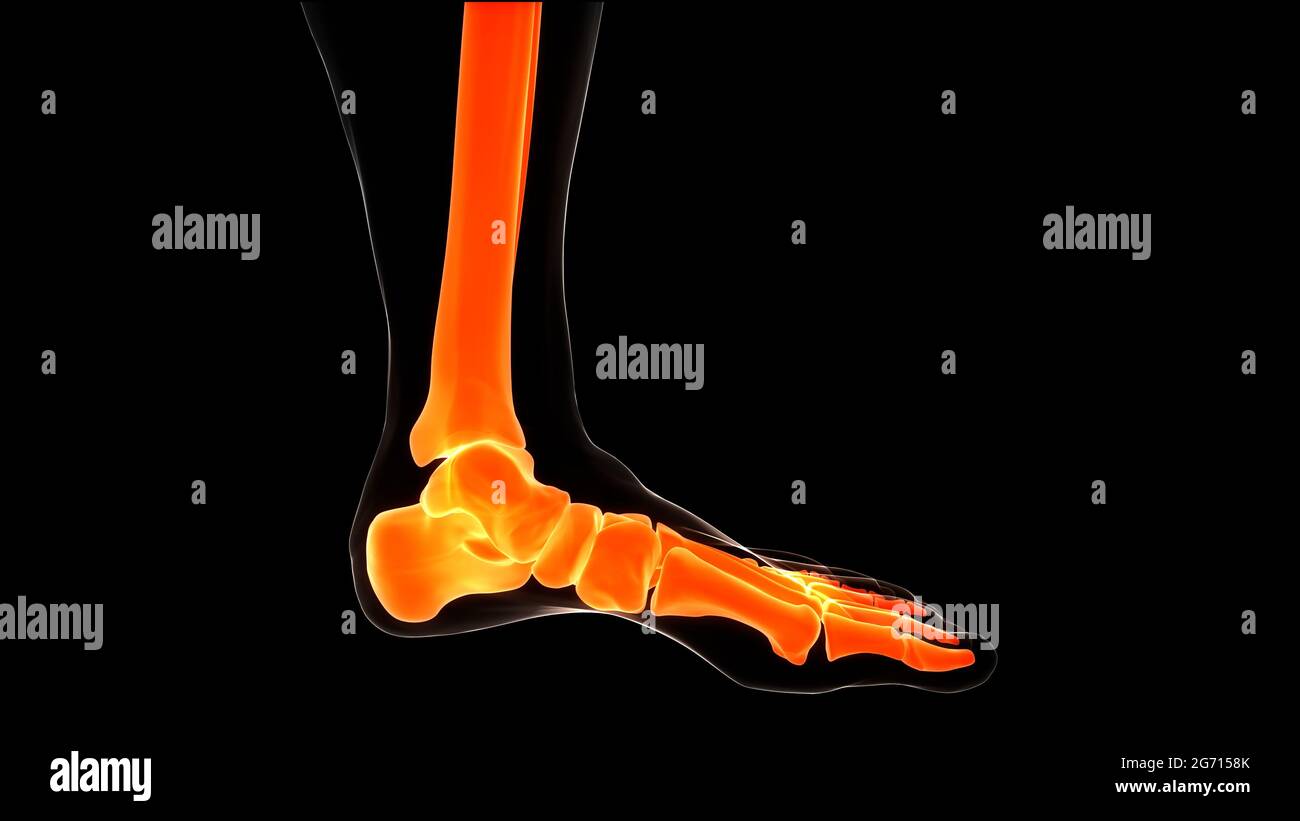 Human lower leg anatomy hi-res stock photography and images - Alamy