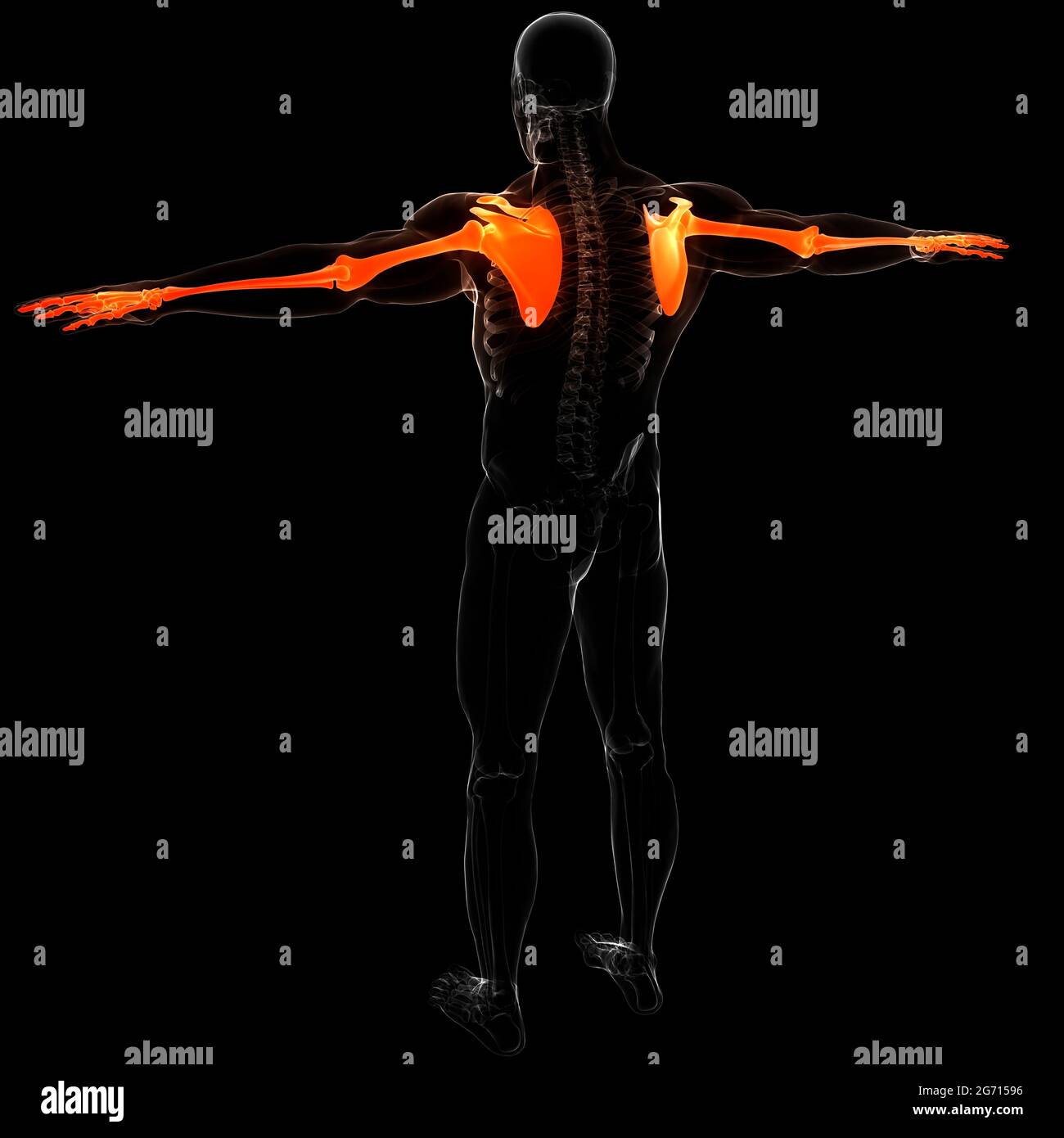Human Skeleton System Upper Limbs Bone Joints Anatomy Stock Photo - Alamy