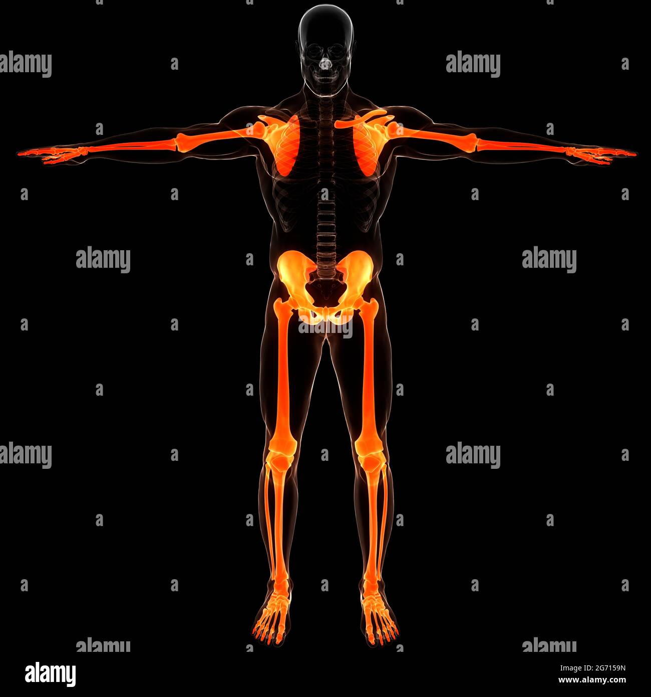 Human Skeleton System Appendicular Skeleton Bone Joints Anatomy Stock ...