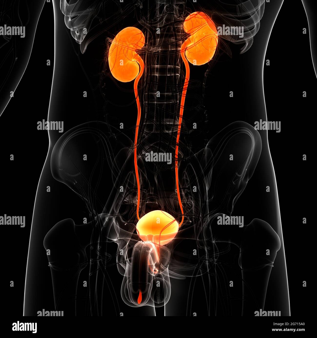 Human Urinary System Kidneys with Bladder Anatomy Stock Photo - Alamy