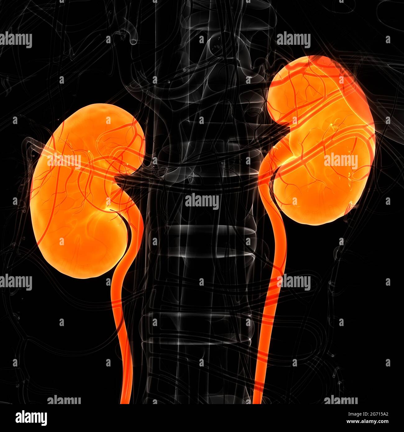 Human Urinary System Kidneys Anatomy Stock Photo - Alamy