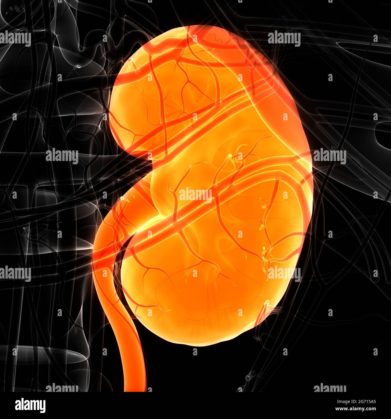 Human Urinary System Kidney Anatomy Stock Photo - Alamy Human Urinary System Kidney Anatomy Stock Photo - Alamy