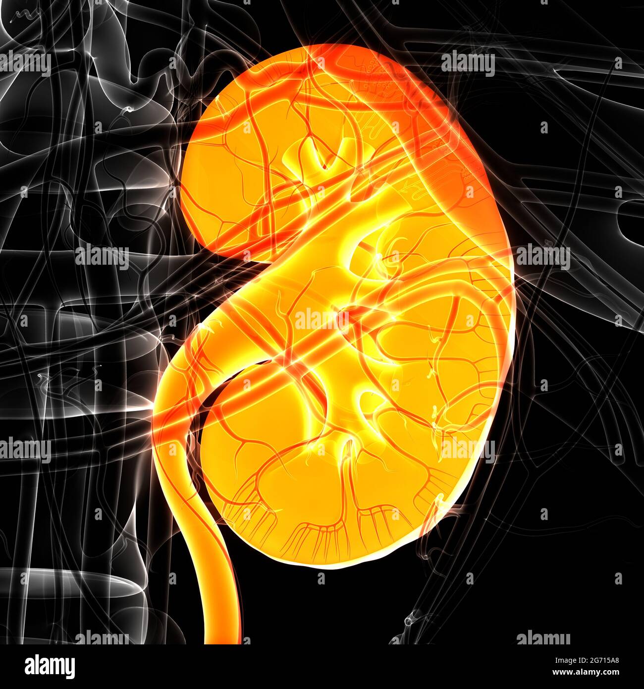 Human Urinary System Kidney Anatomy Stock Photo - Alamy Human Urinary System Kidney Anatomy Stock Photo - Alamy