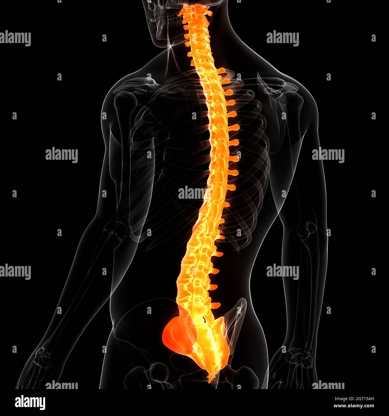 Spinal Cord Vertebral Column of Human Skeleton System Anatomy Stock ...