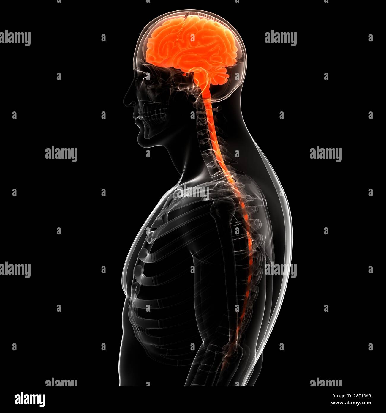 Central Organ of Human Nervous System Brain Anatomy Stock Photo - Alamy