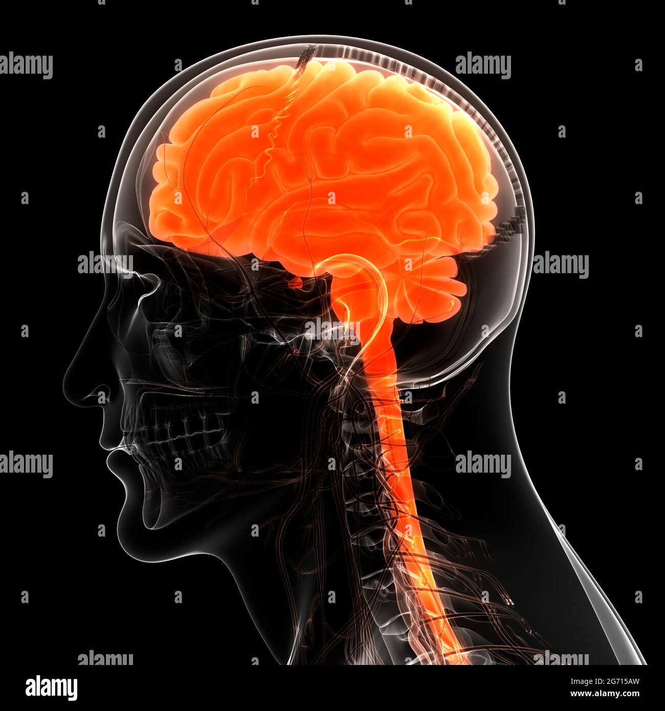 Central Organ of Human Nervous System Brain Anatomy Stock Photo - Alamy