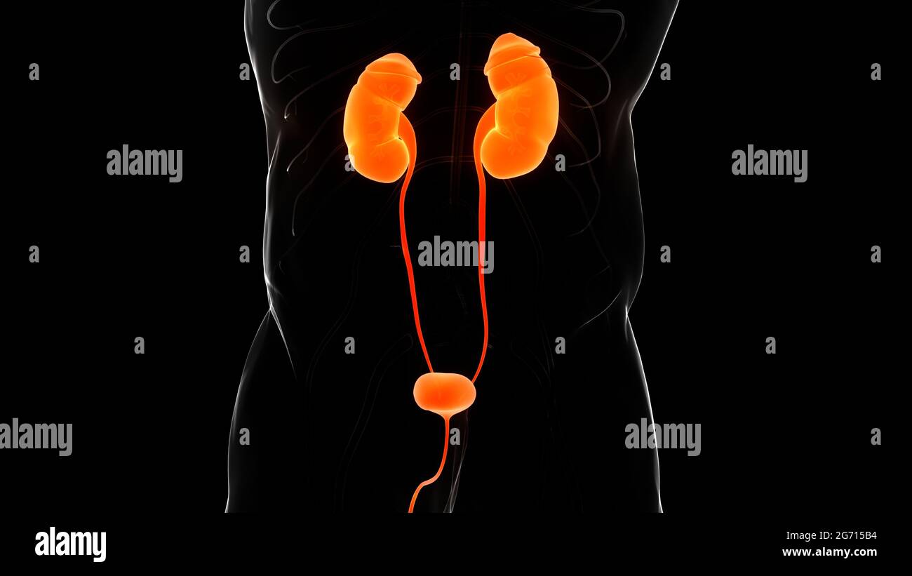 Human Urinary System Kidneys with Bladder Anatomy Stock Photo - Alamy