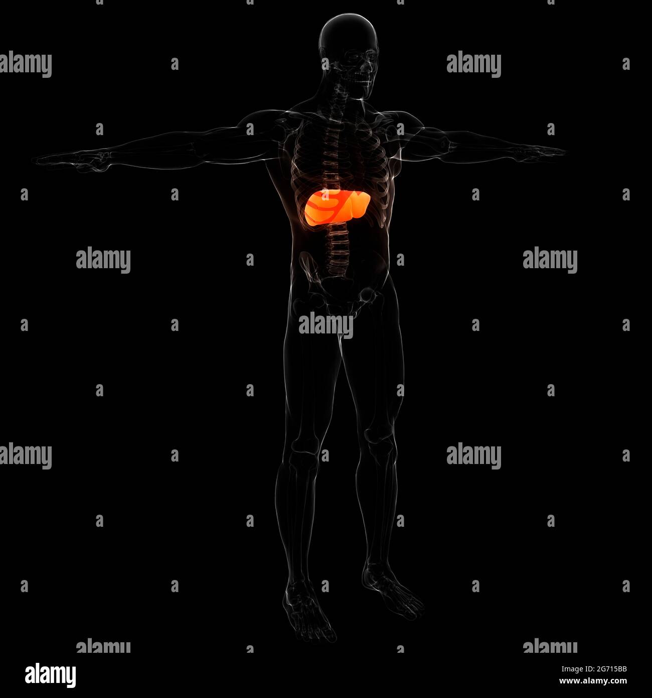 Human Internal Digestive Organ Liver Anatomy Stock Photo - Alamy