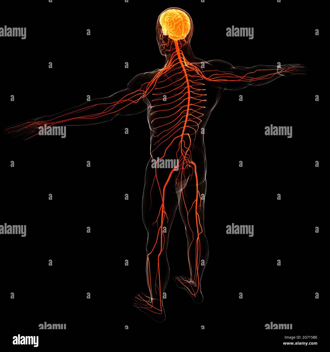 Central Organ of Human Nervous System Brain Anatomy Stock Photo - Alamy