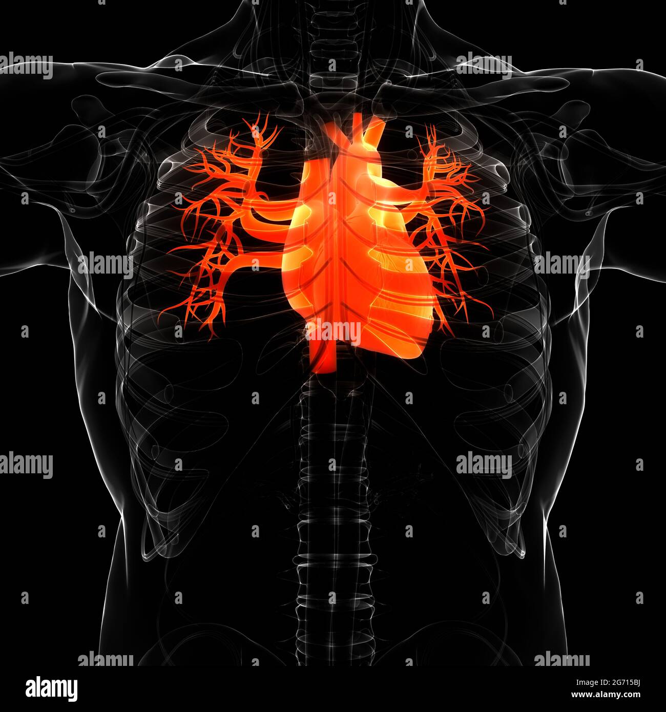 Human Circulatory System Heart Anatomy Stock Photo - Alamy