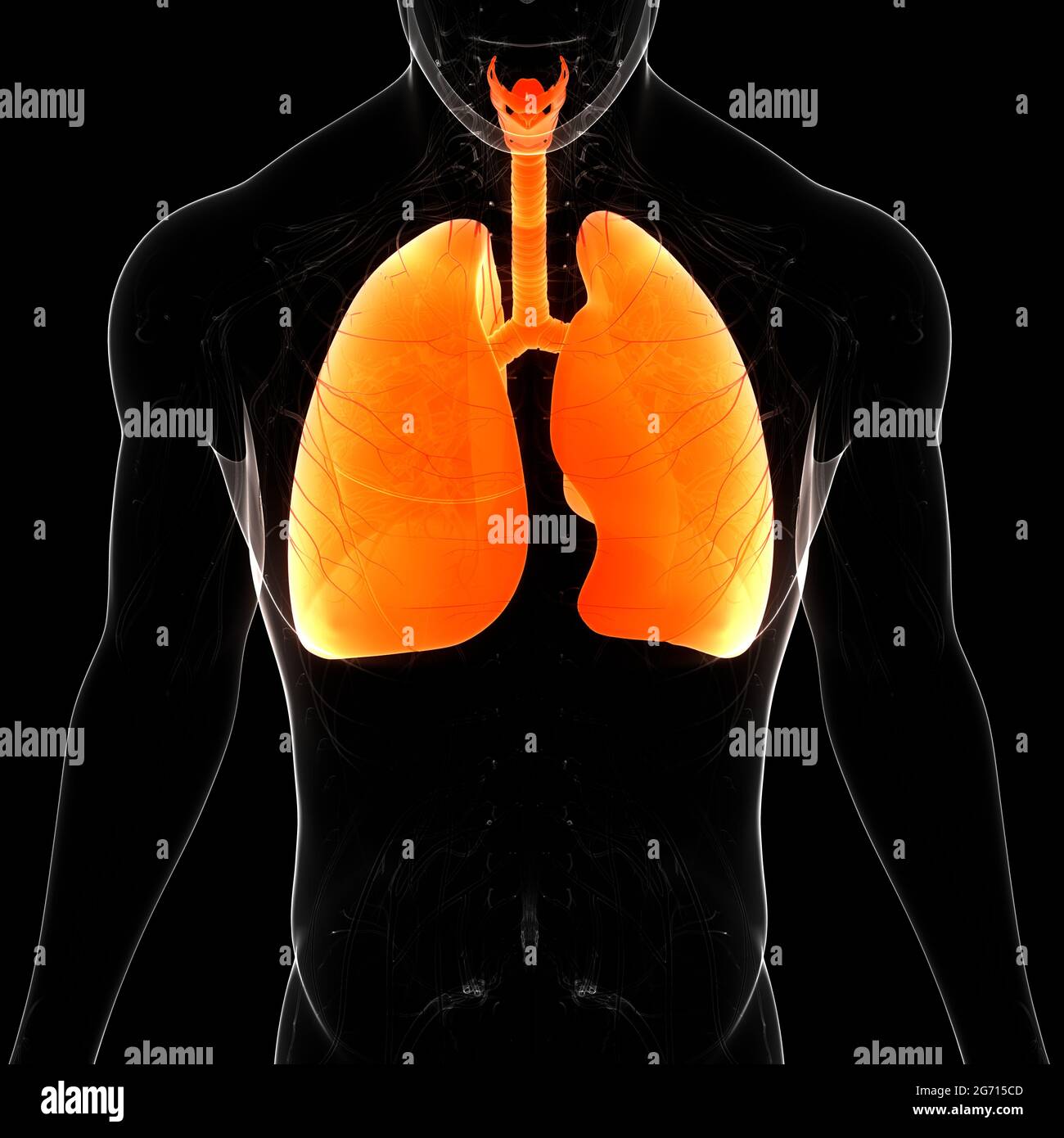 Human Respiratory System Lungs Anatomy Stock Photo - Alamy