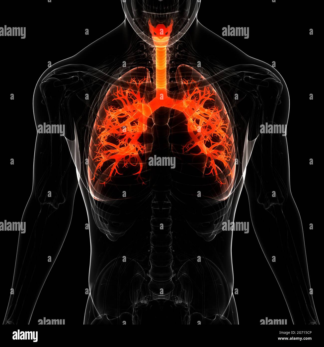 Human Respiratory System Lungs Anatomy Stock Photo - Alamy